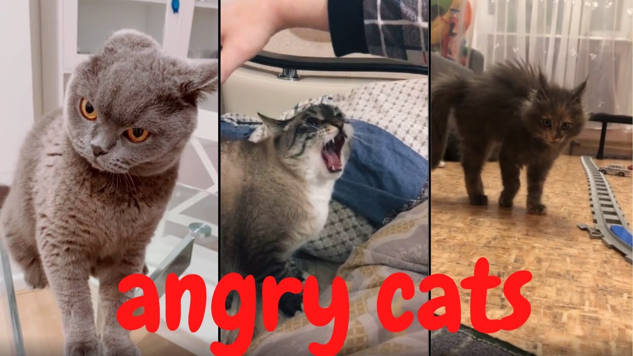 Funny-Angry Cats / Funny-Angry Cats Reaction - YouTube