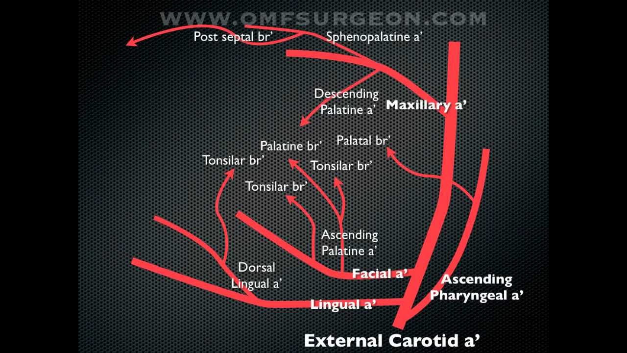 [AllSO clinic, 올소치과] Le Fort 1 Osteotomy - Blood supply to the palate ...