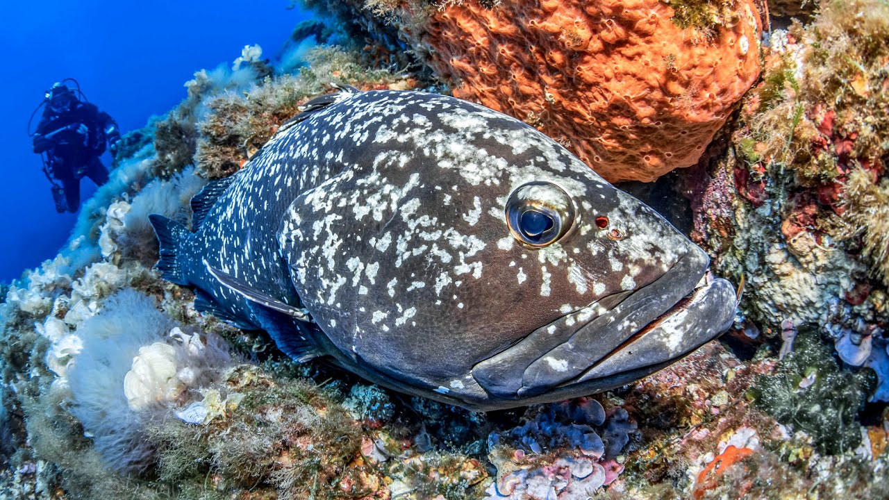 Dusky Grouper of Port-Cros National Park 4K - YouTube