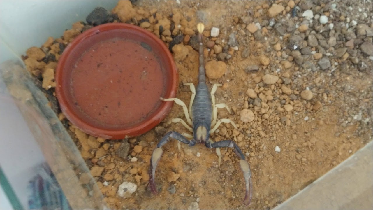 Opistophthalmus pallipes (Burrowing Scorpion) out for his monthly ...