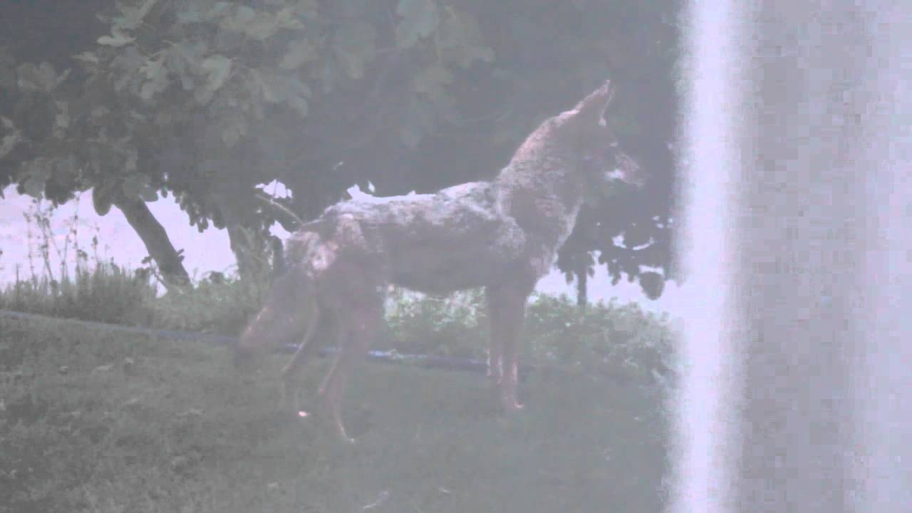 Coyote Howling - YouTube