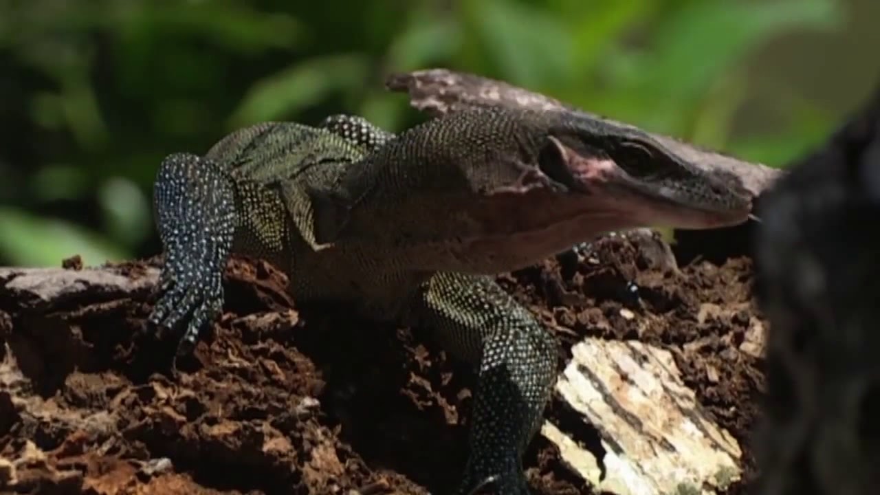 The Biggest Lizard komodo dragon Documentary deadly giant| PART 2| NG ...