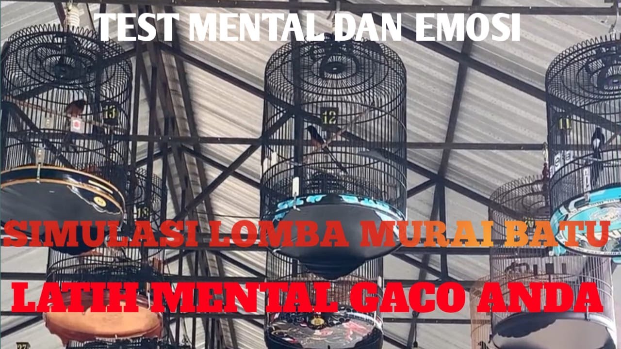 SIMULASI TEST MENTAL MURAI BATU !!JADI FIGHTER !! MURAI BATU LANGSUNG ...