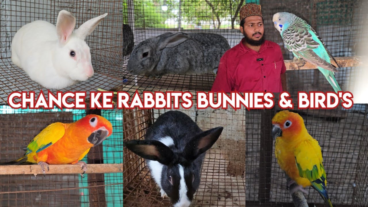 Chance ke Rabbits bunnies & bird's available in Hyderabad Jalpally ...