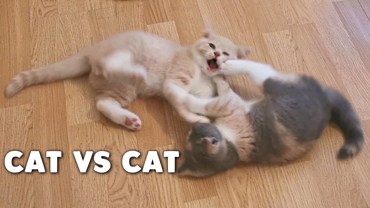 Cat vs Cat: Fight Of The Year - YouTube