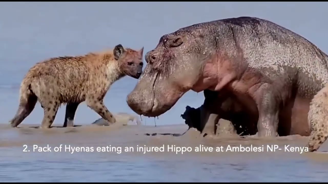 Hippopotamus eaten alive by Lions and Hyenas. brutal ways to die - YouTube