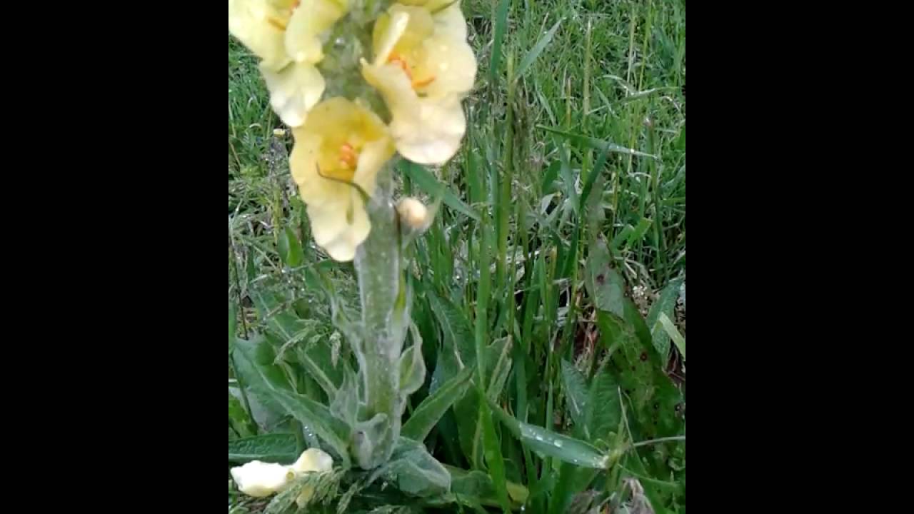 Sığır Kuyruğu (Flos Verbasci) - YouTube