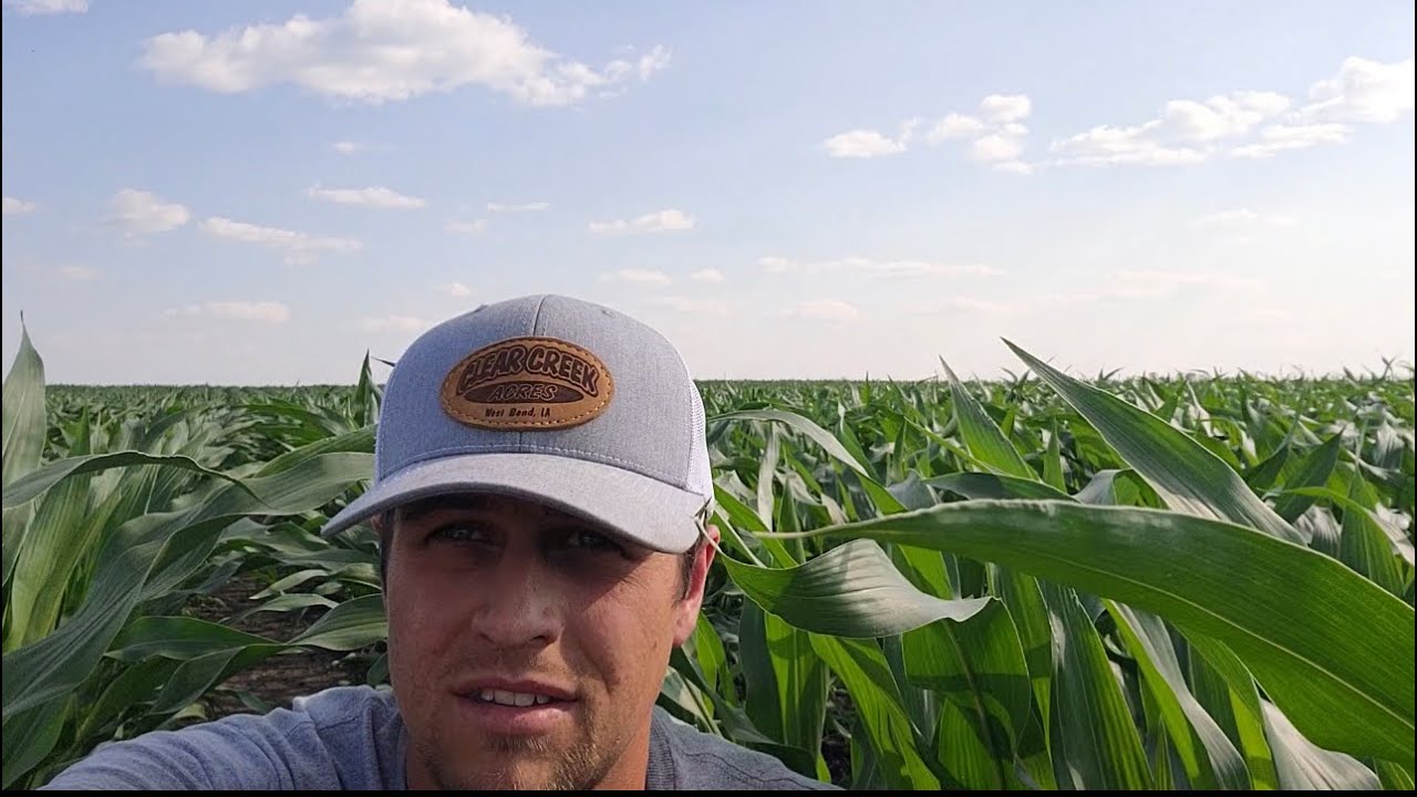 You Won’t Believe How Tall This Corn Is! - YouTube