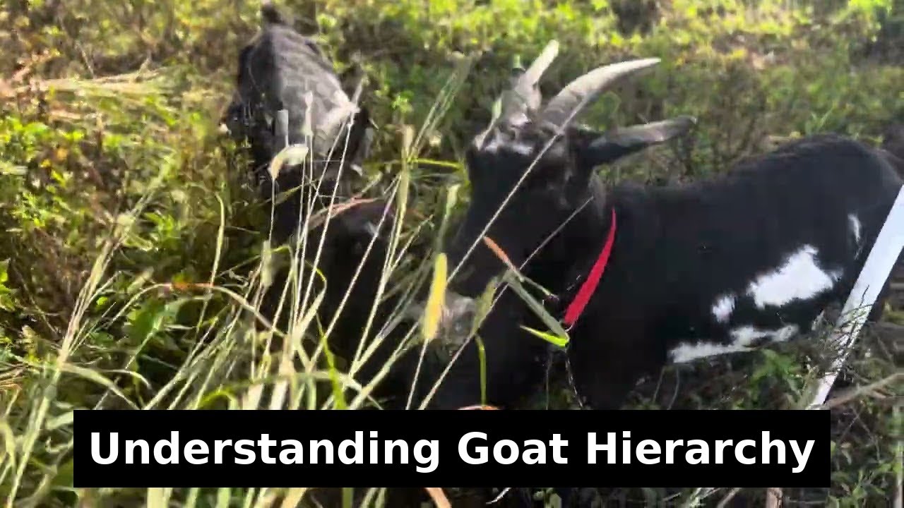 “Understanding Goat Hierarchy: A Guide for New Goat Owners” identifying ...