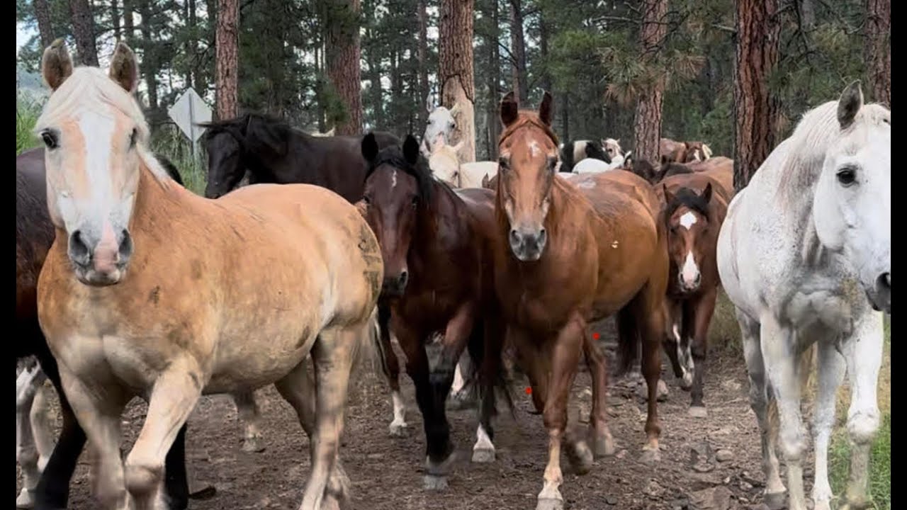 Daily Horse Roundup at Blue Bell Stables - YouTube