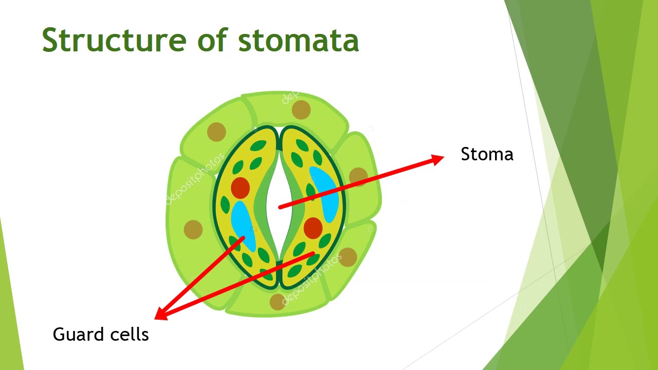 Stomata and Their Types (Pharmacognosy) (Pharmacy) by Dr. Niraj Vyas ...