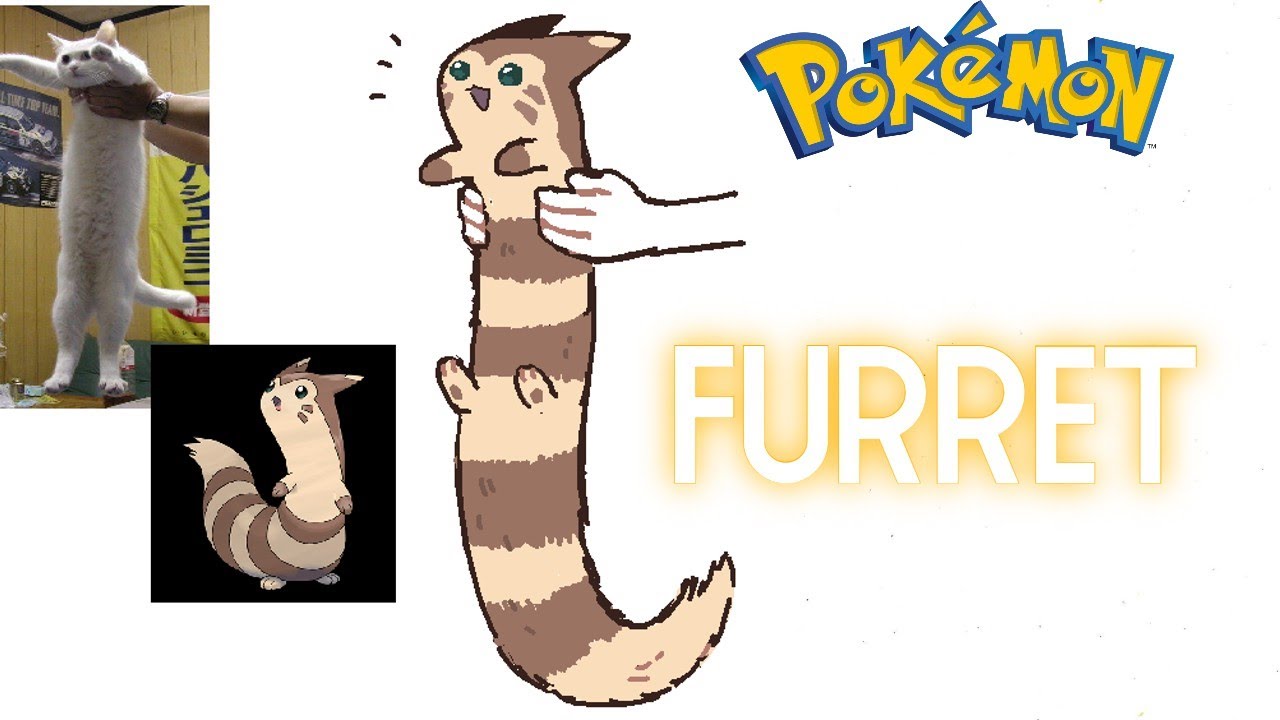 Conociendo a FURRET Documental vida e historia Pokemon #persa #persakun ...