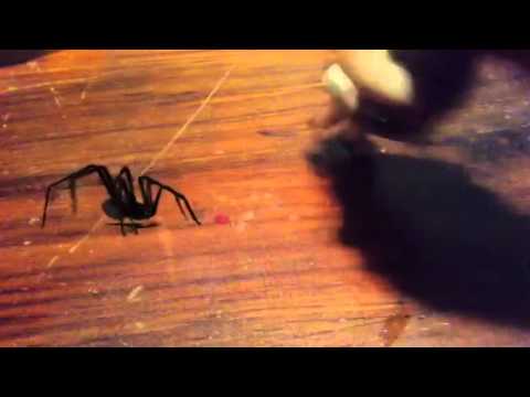 SPIDER ATTACK!! - YouTube