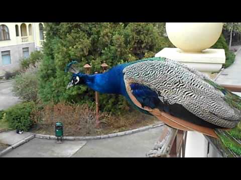 Peacock flying
