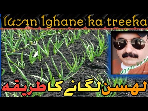 Success Story of a Garlic Grower | Lahsan ki kasht | Garlic cultivation ...