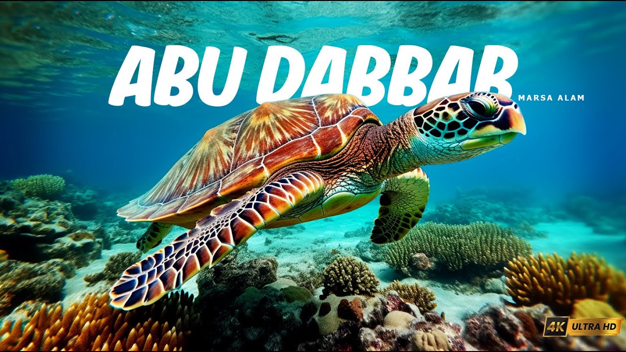 Abu Dabbab - Marsa Alam: Paradies unter Wasser 4K - YouTube