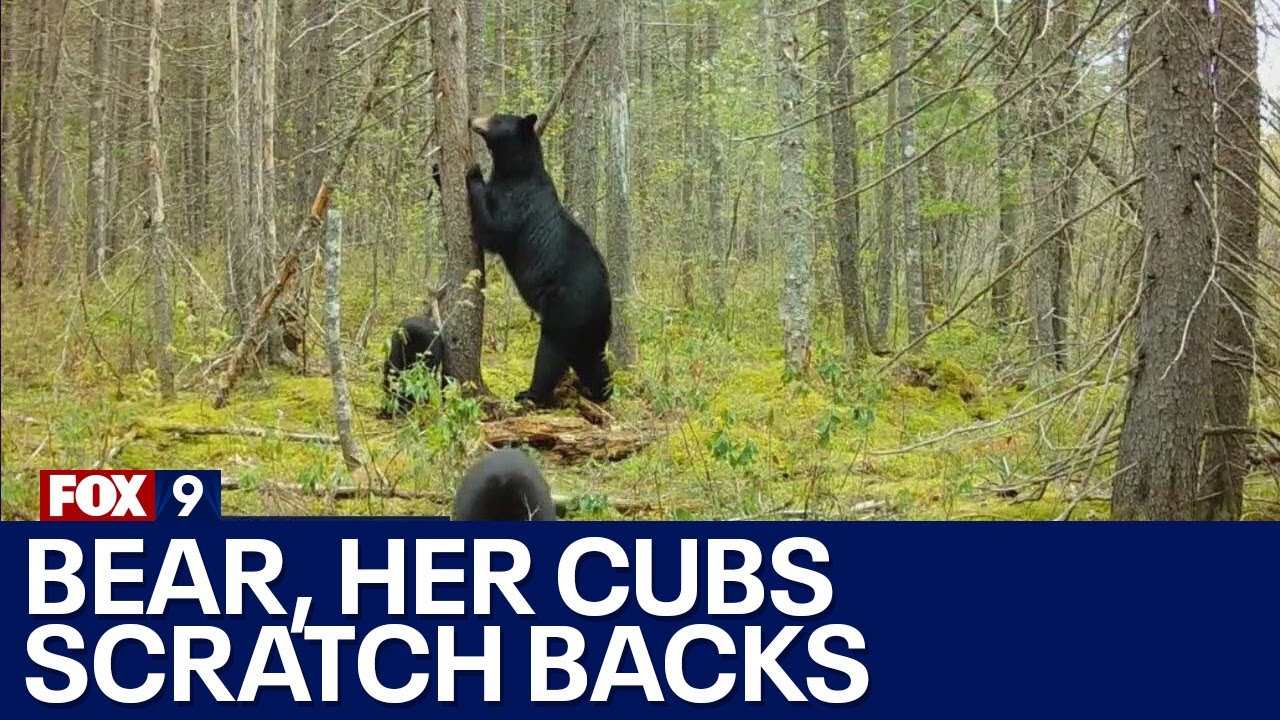 Bear, her cubs scratch backs in woods - YouTube