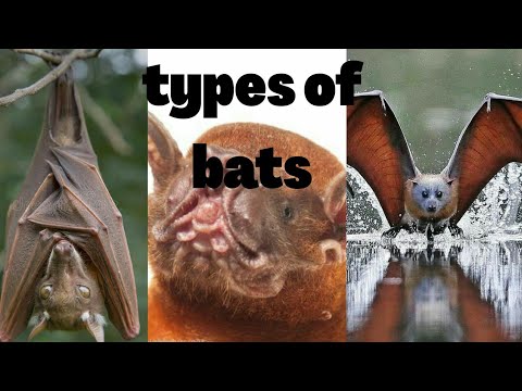 Types of bats,megabat,flying foxes bat,old world fruit,microbat,kitti ...