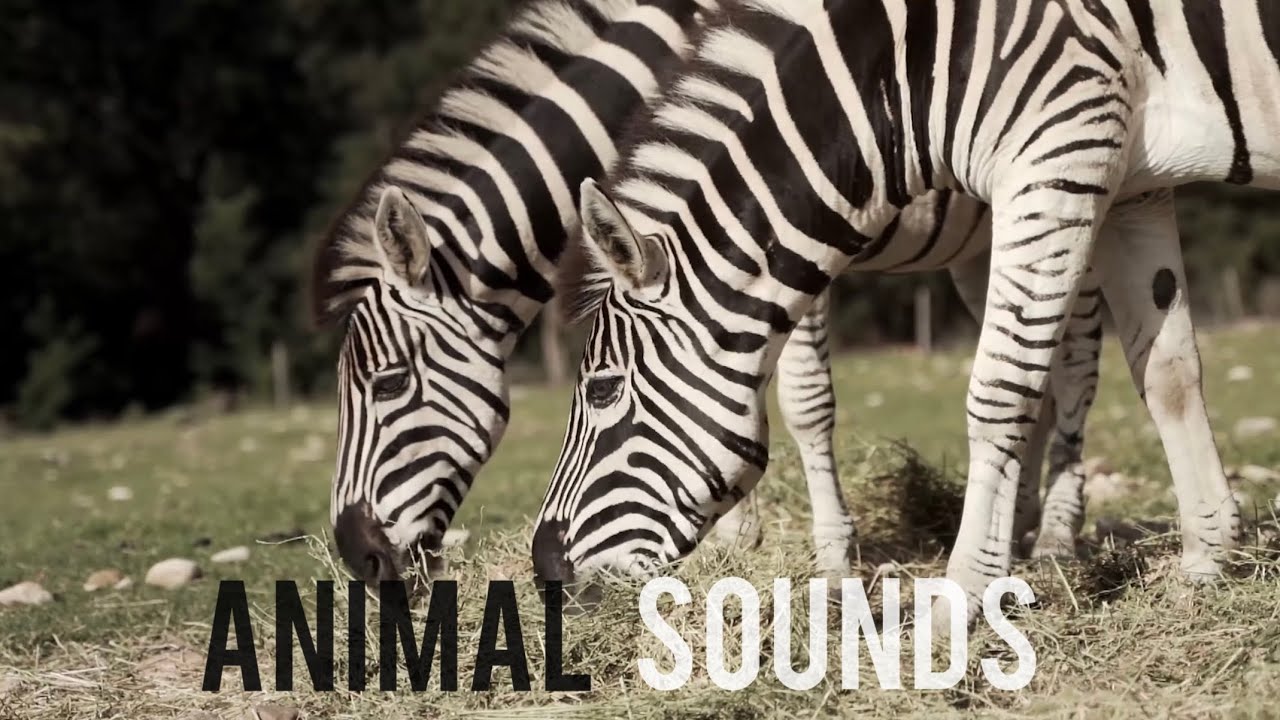 Funny Animal Sounds: zebra, leopard, giraffe and others - YouTube