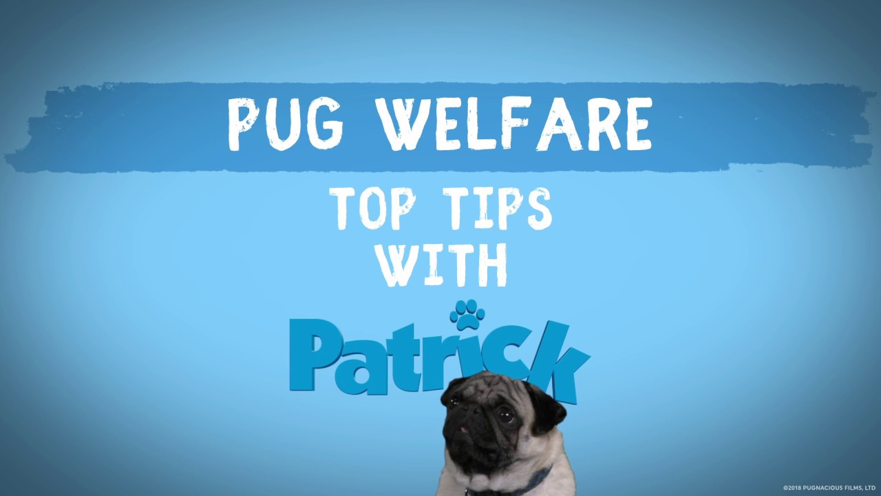 PATRICK | Pug Welfare | Official UK - YouTube