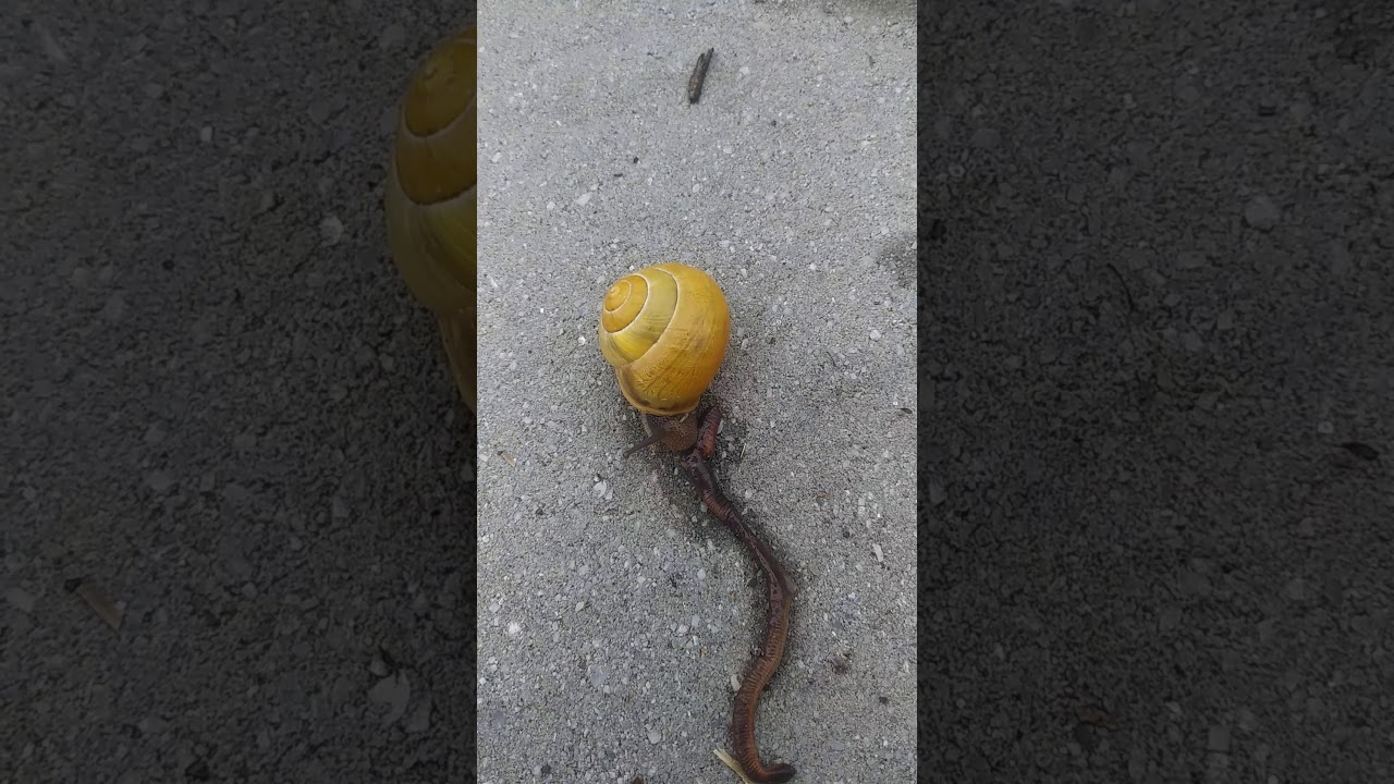 Snail eating worm jimmy james - YouTube