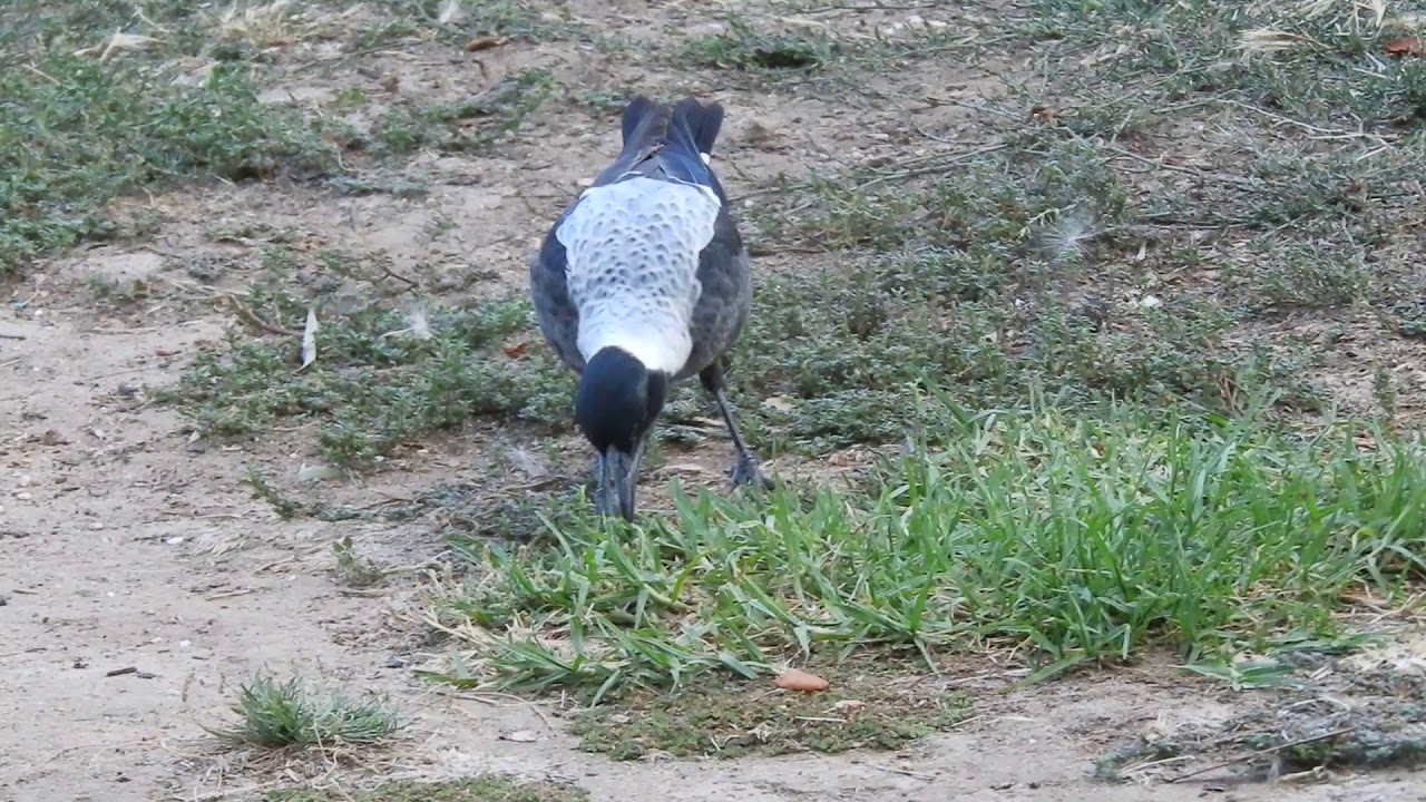Magpie feeding and warbling #1 - YouTube