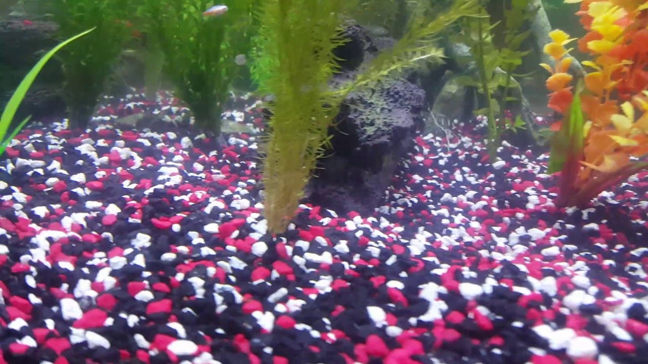 New tank! GUPPIES FROM GUPPY TRAIN - YouTube