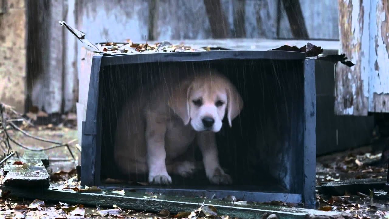 Budweiser Puppy Commercial 2015 - YouTube