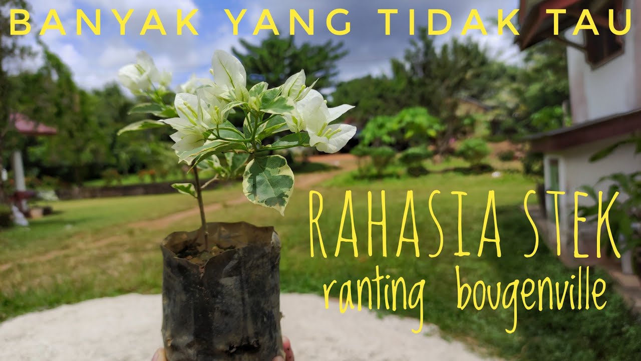 Cara Stek ranting bougenville/bunga kertas | gak bisa asal tancap - YouTube