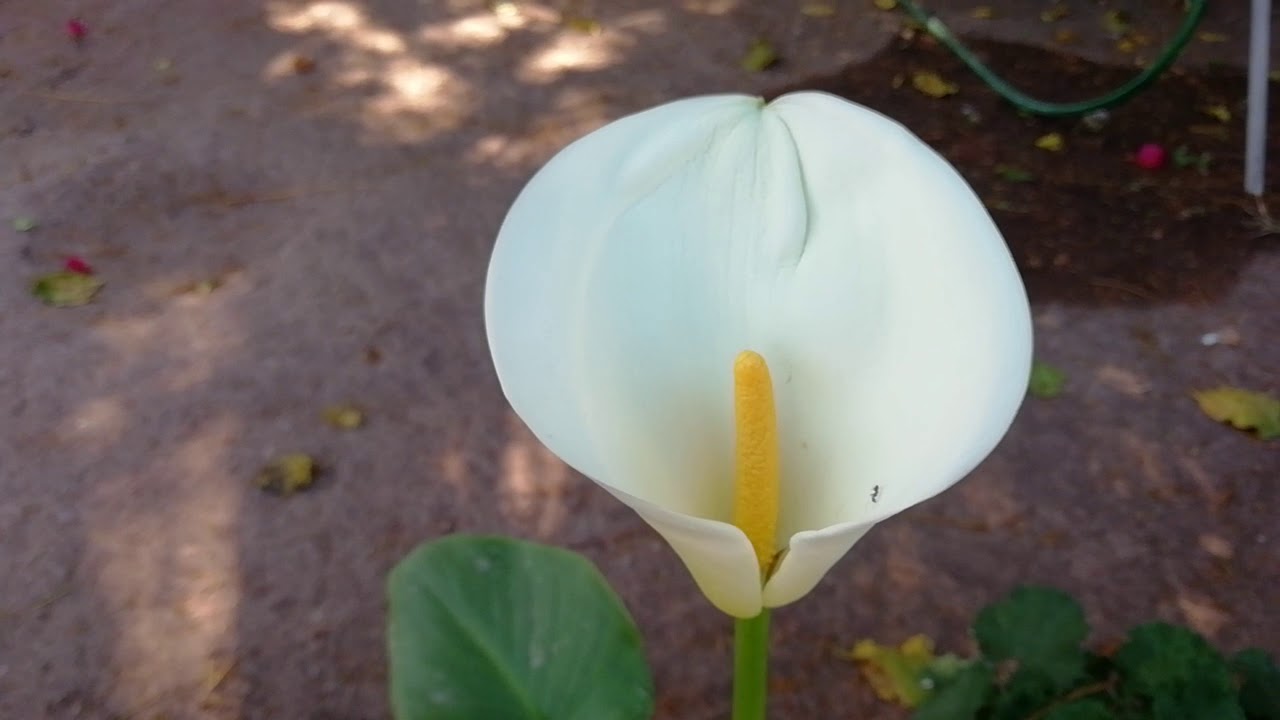 Preciosa flor de Alcatraz Blanco (Cala, Cartucho) en maceta. - YouTube