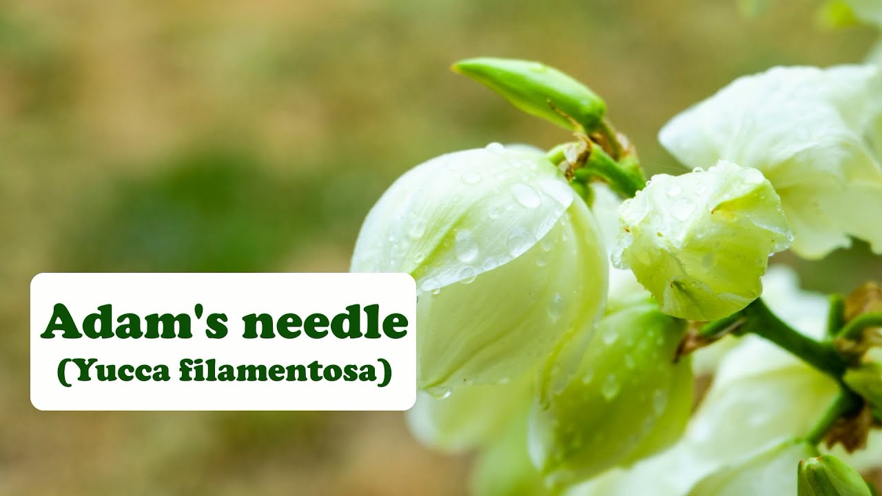 Transmutation, Protection, Purification, Strength, Loyalty--Adam's ...