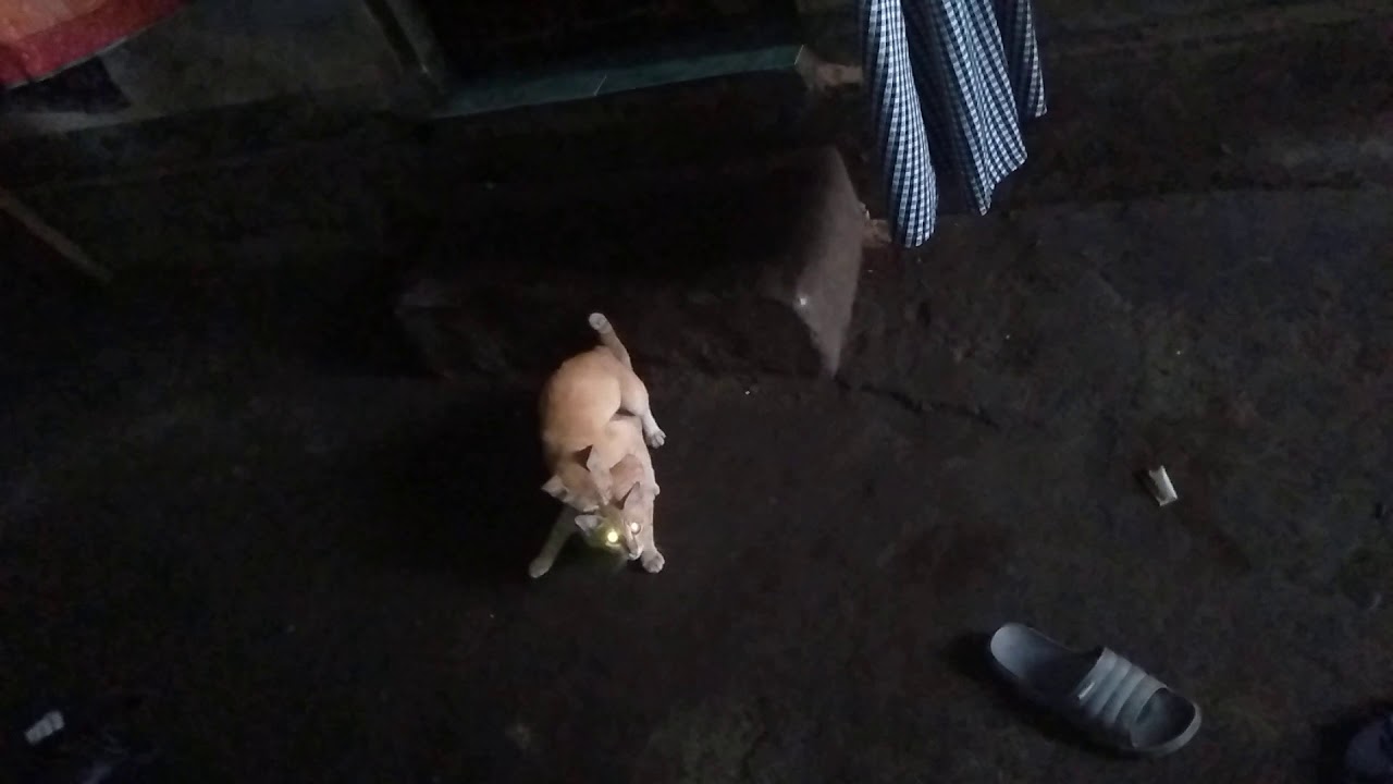 Cara Kucing Reproduksi Tanpa KB - YouTube