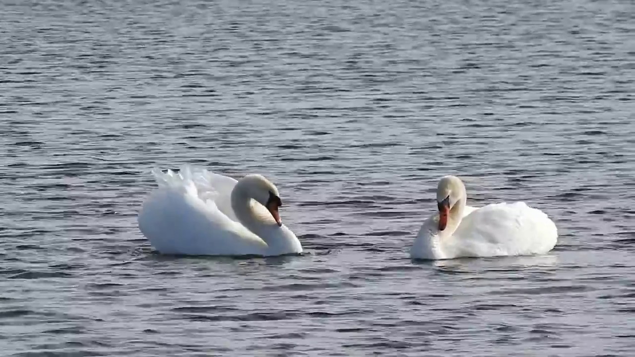 Swan dance - YouTube
