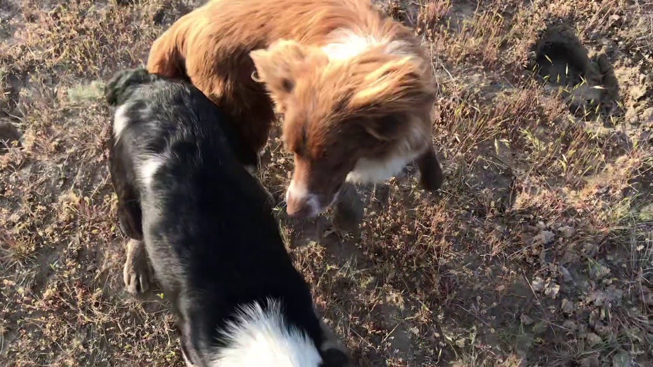 Trevor's Dogs - YouTube