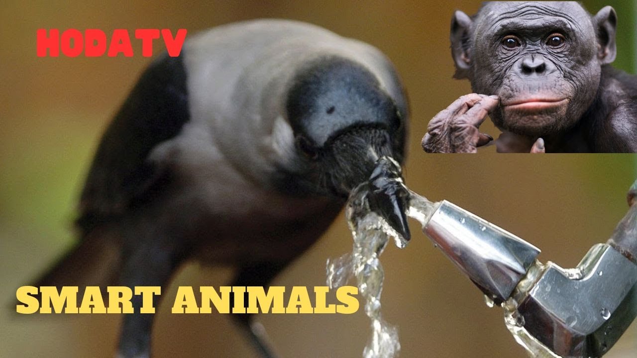 Moments of Animal Smart That Surprise You | SMART ANIMAL - YouTube