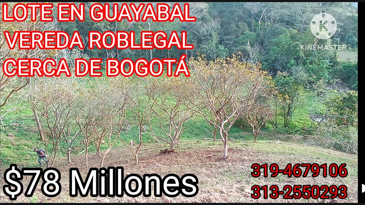 🧿. (LOTE DE 3MIL METROS, GUAYABAL DE SIQUIMA) CON NACEDERO 3194679106 ...