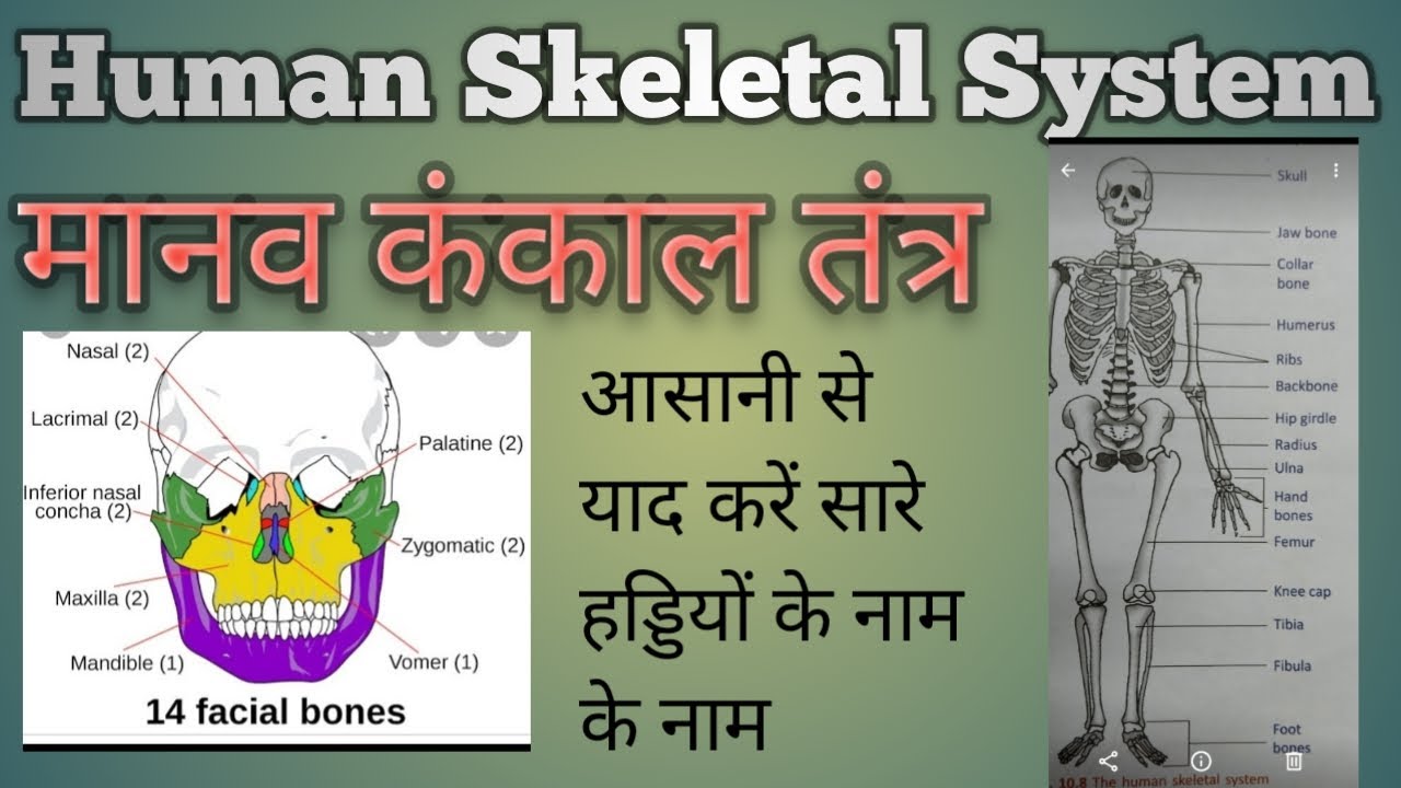 Human skeletal system, (मानव कंकाल तंत्र), easiest way to learn name of ...