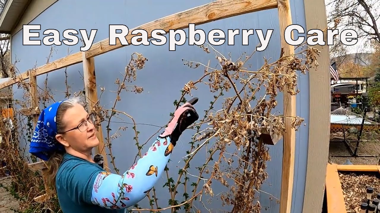 How To Prune Raspberries - YouTube