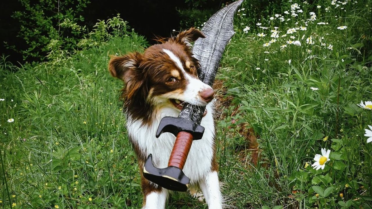 Dog Obsessed with Sword Fighting | The Bilbies - YouTube