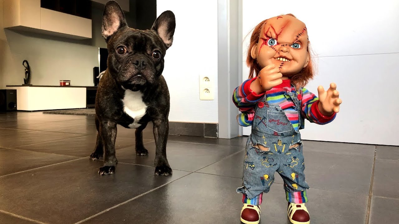 Funny Dog VS Little Chucky Prank: Flor The Frenchie - YouTube