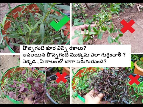 Identifying and growing ponnaganti kura/water amaranth/dwarf copperleaf ...