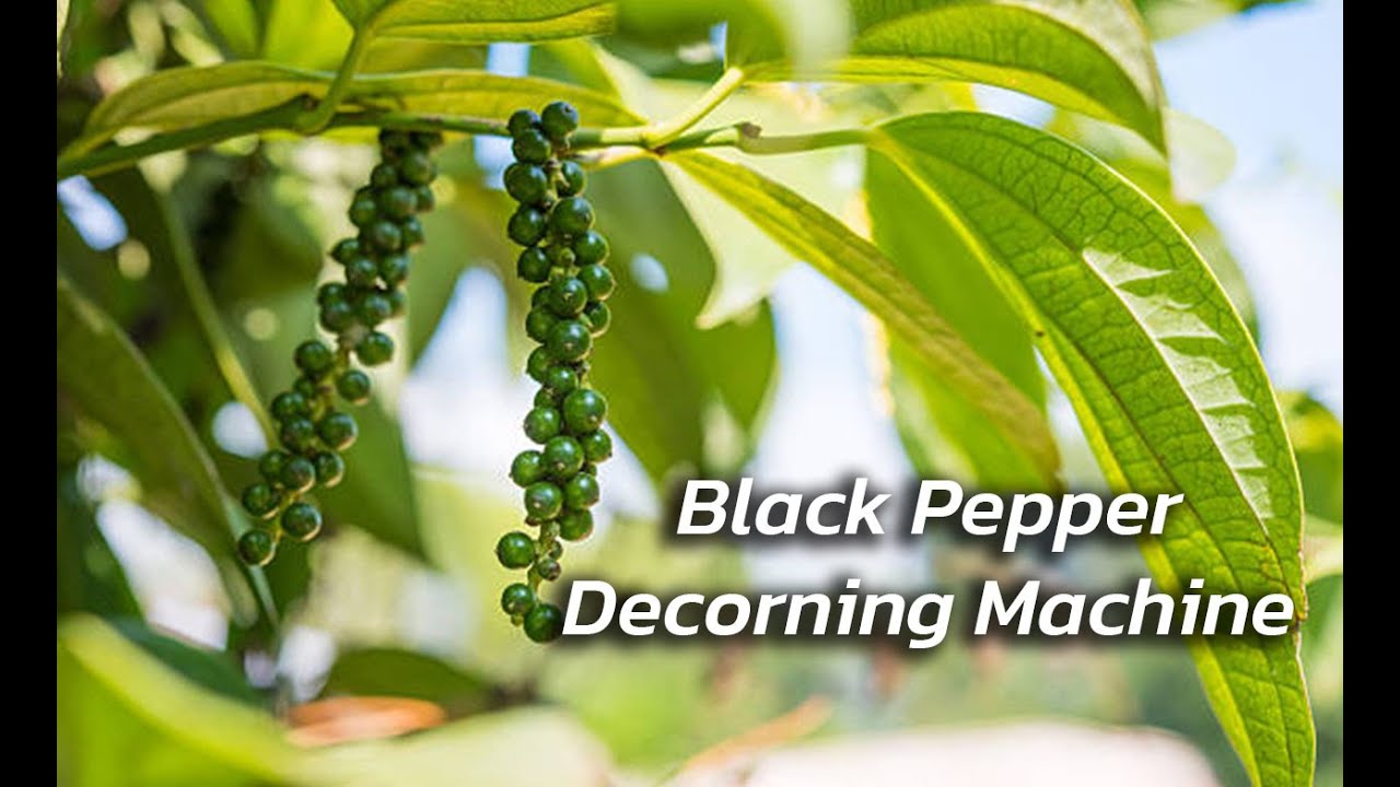 How the Black Pepper Decorning done | Black Pepper Decorning Machine ...