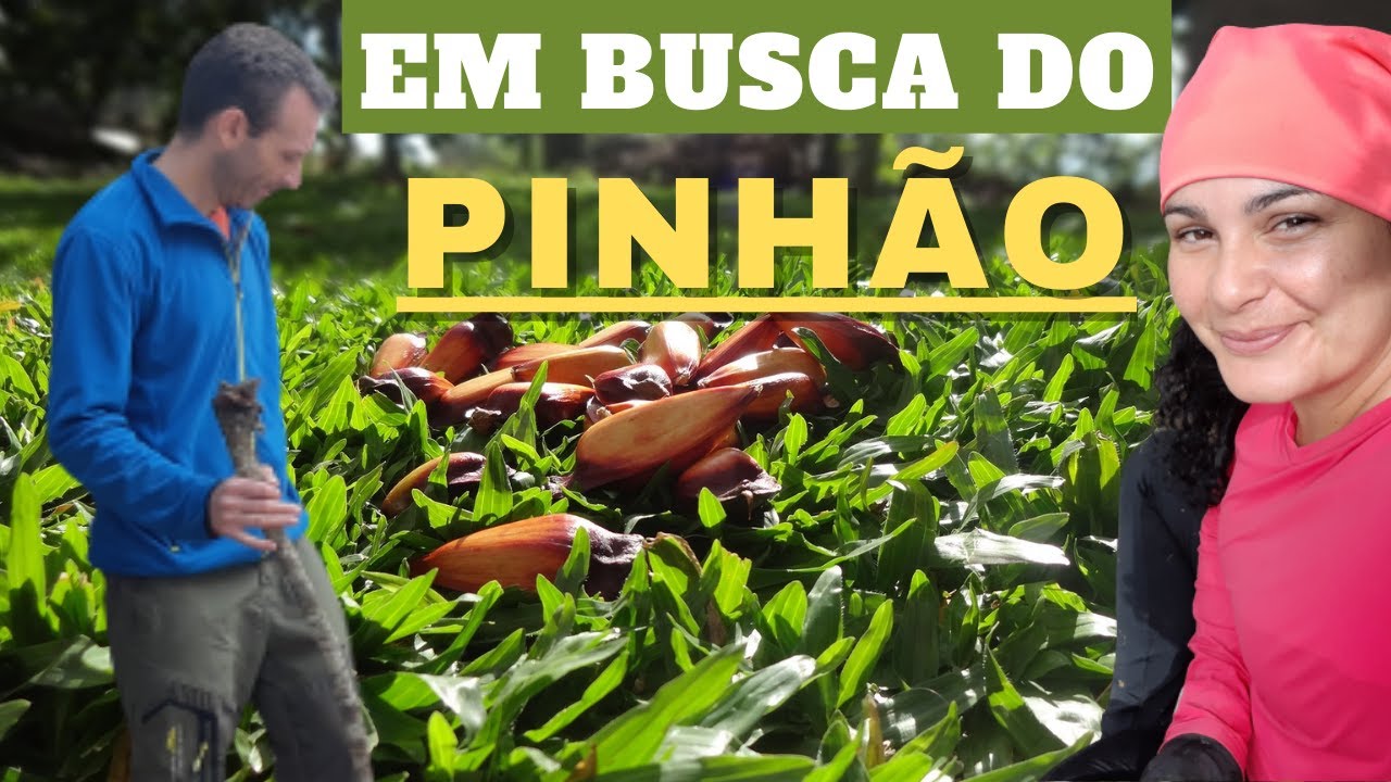 Pinhão ASSADO (Assamos PINHÃO na beira da estrada) - YouTube