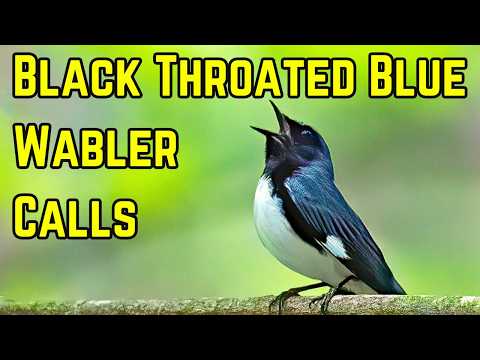 Black-throated Blue Warbler Call & Sounds