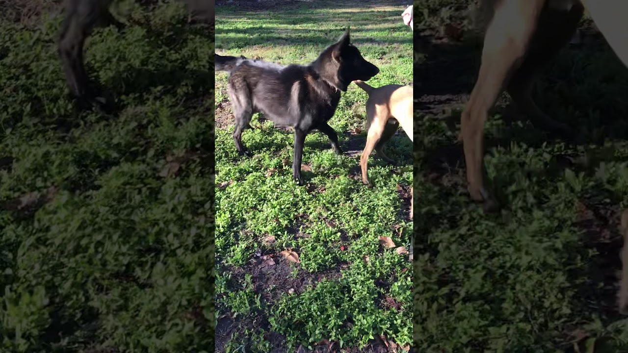 Belgian Malinois vs Wolf-dog - YouTube