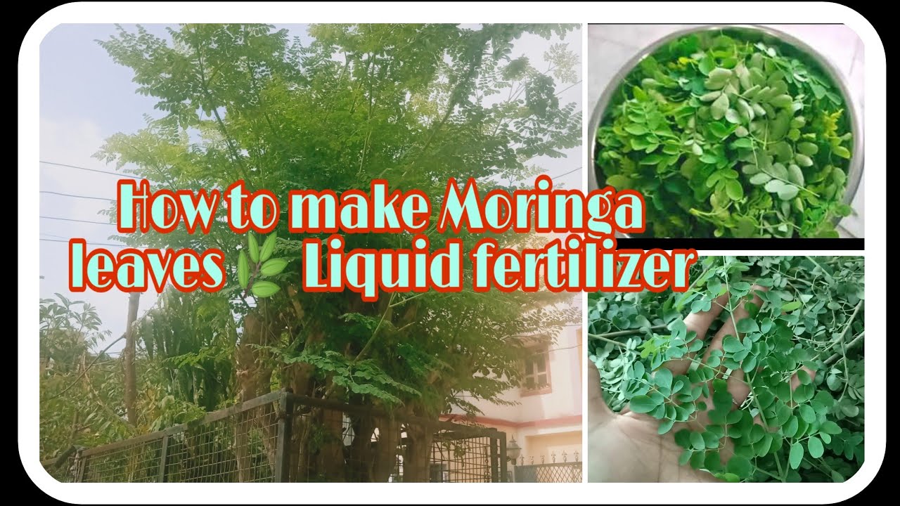 How to Make and Use Moringa liquid fertilizer/Uses and Benefits/Magic ...