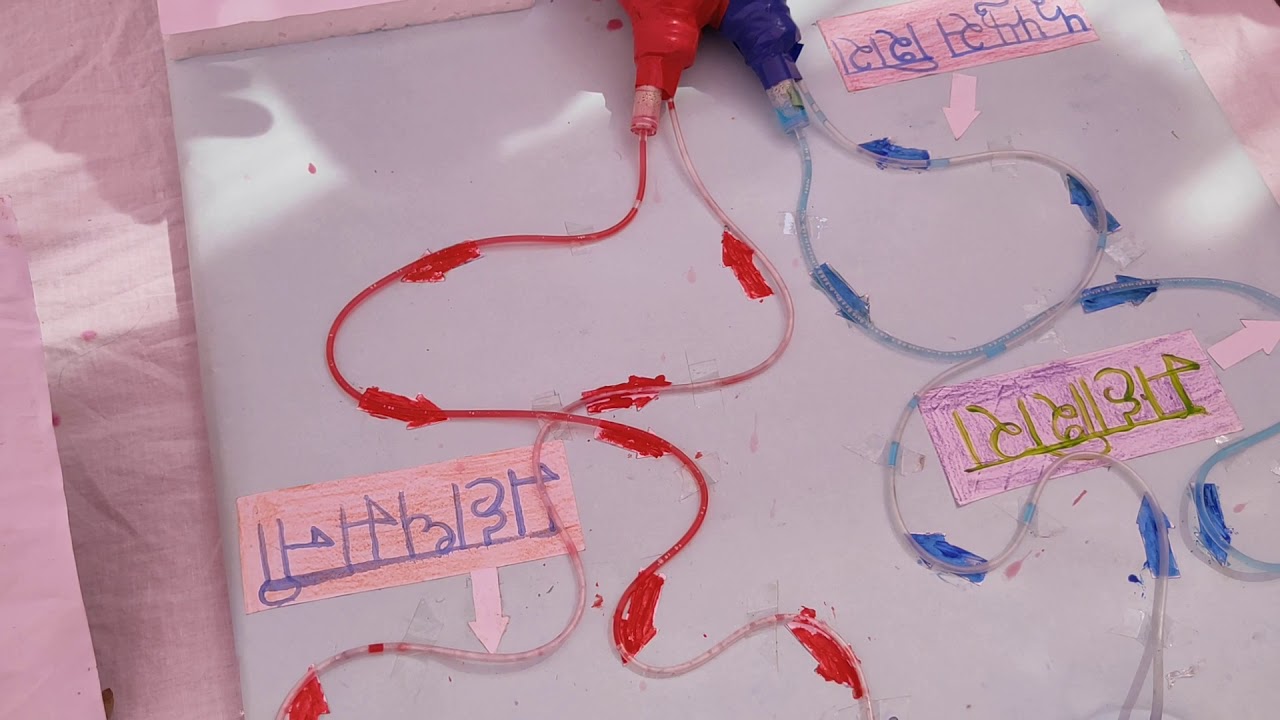 Human Heart working model - YouTube