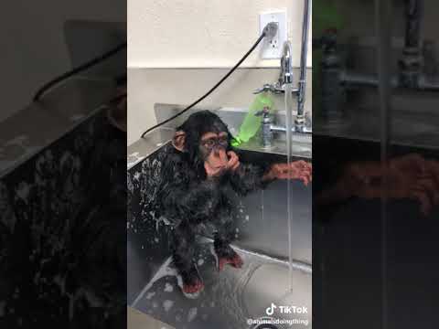 Un mono bañandose - YouTube