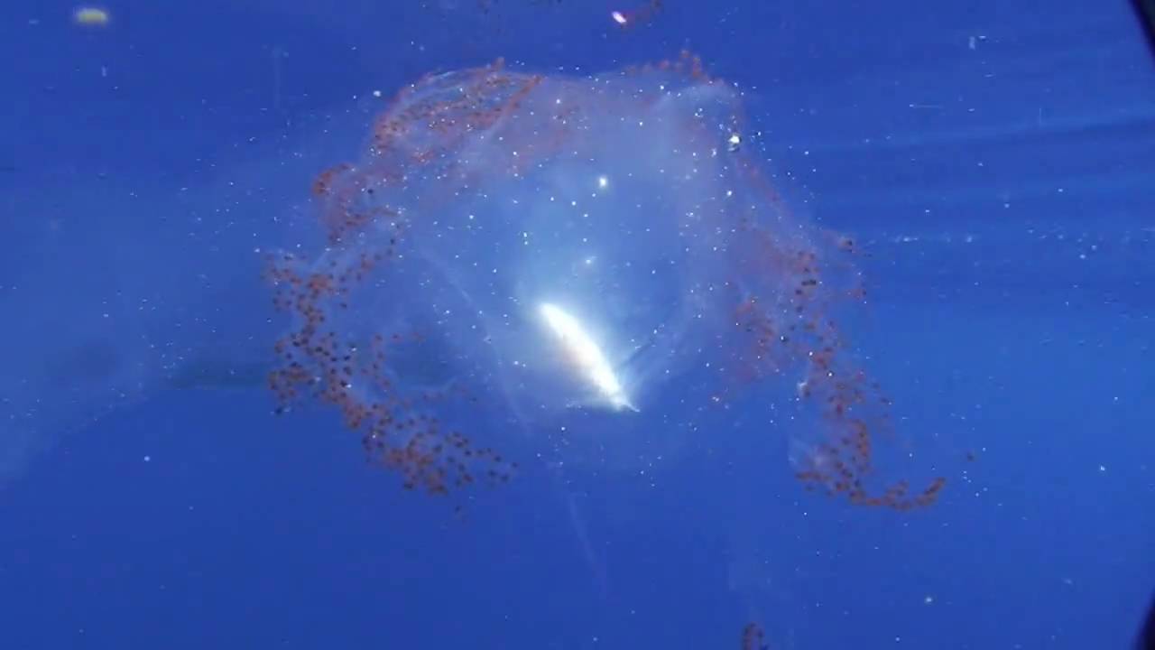 SQUID EGG SAC - YouTube