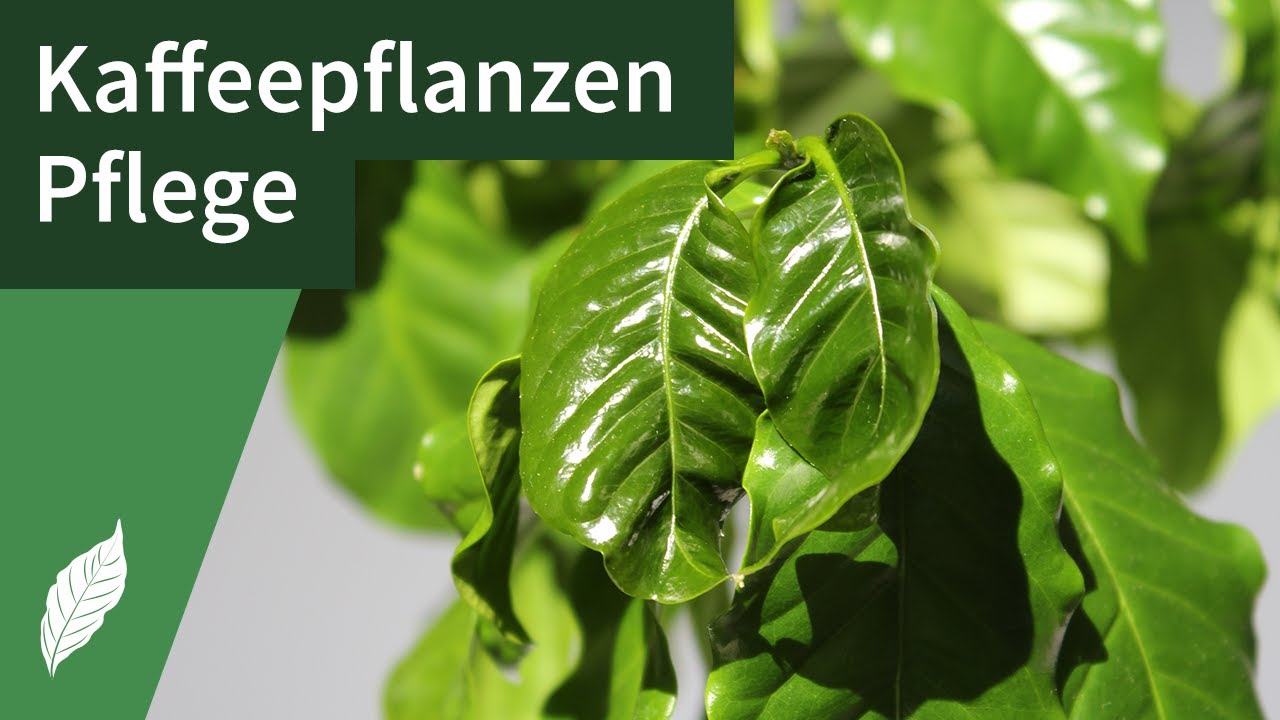Kaffeepflanze Pflege: SO geht's ganz einfach! [PFLEGEANLEITUNG] - YouTube